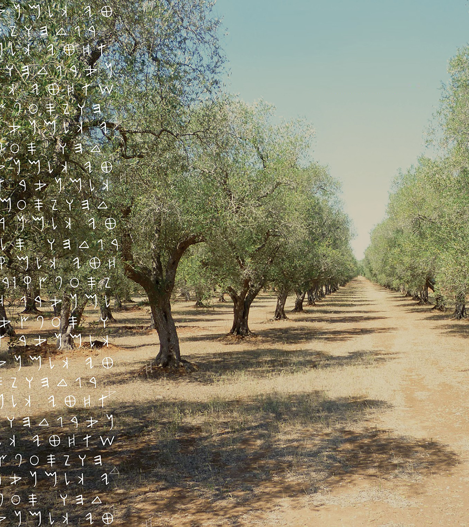 Greek Organic Extra Virgin Olive Oil 0,2% from Crete Greece